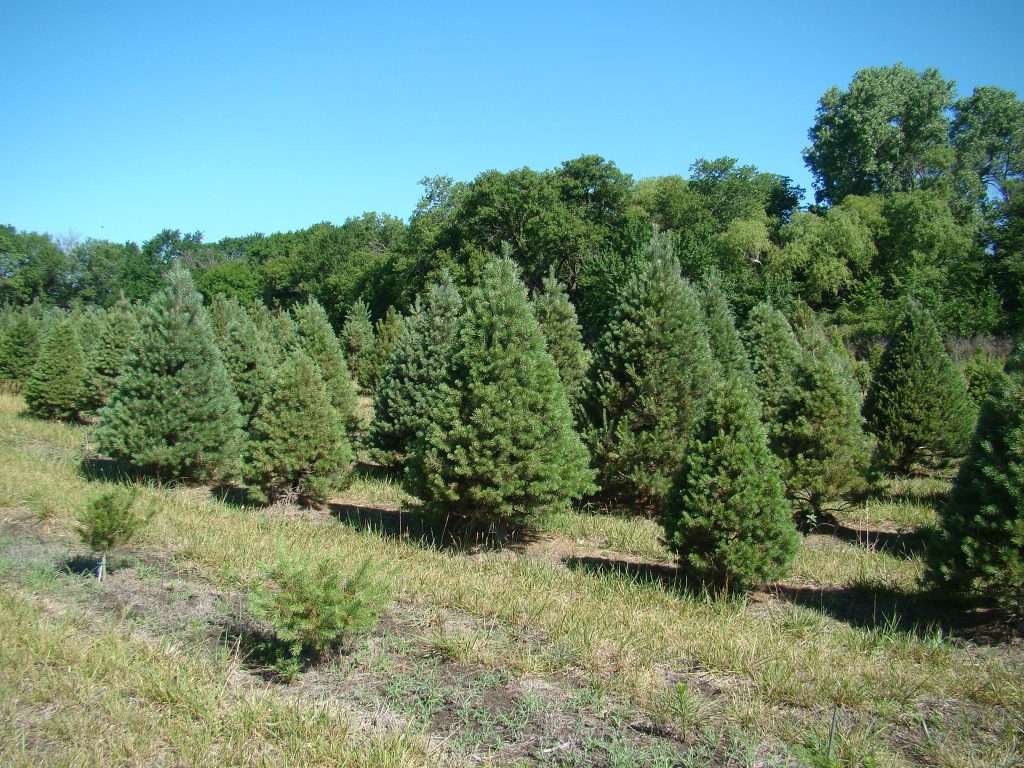 Home | Peaceful Pines